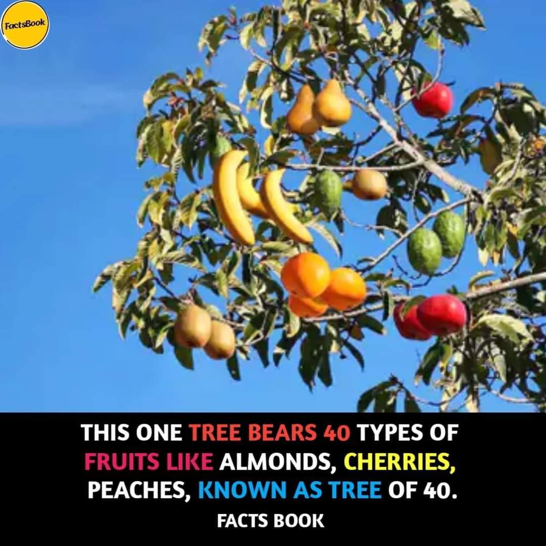 tree-of-40-fruits-info-sip – despardes.com | Home & Abroad