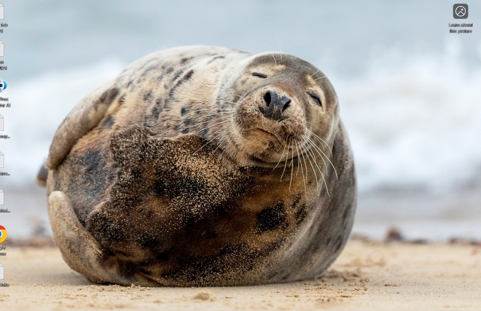 Seal Sea Sleep Sip Despardes Home Abroad