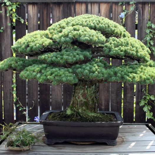 400-yr-old-bonzai-hiroshima-sip – despardes.com | Home & Abroad